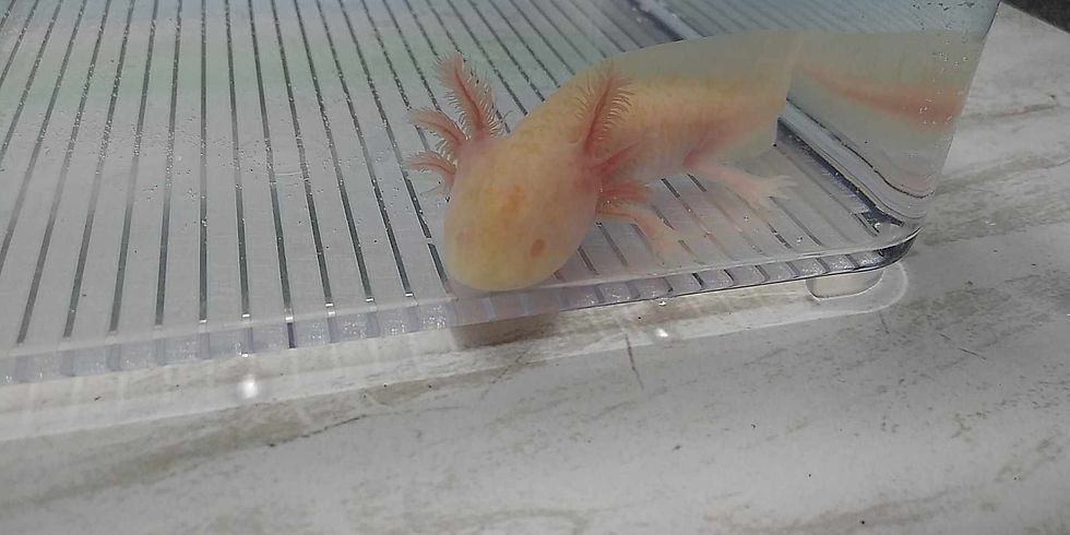 Freaky Ratbuster (4" Albino Melanoid) | Mysite