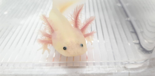 L Shaped Tetris Block (4.5" Lightly Speckled Super GFP Lucy) | Mysite