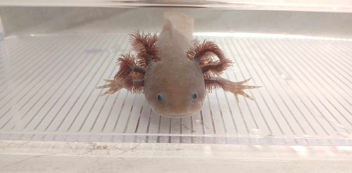 Bo Peeps (7" Copper Melanoid FEMALE) | Mysite