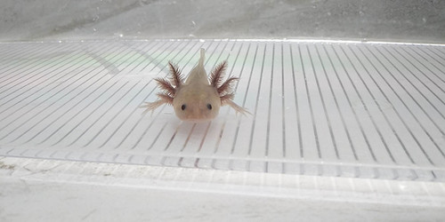 Red Robin Yummmm (3" Copper Melanoid ) | Mysite