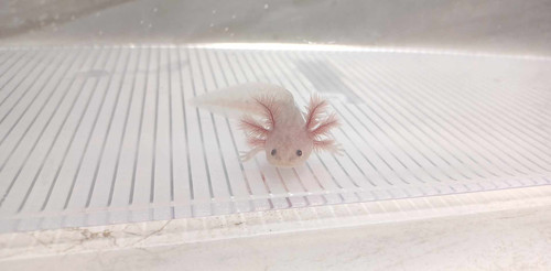 Yucky McGucky (3" Axanthic Copper HET HYPO) | Mysite