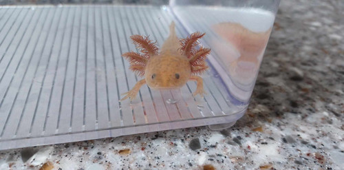 Lava Chicken(4.5" Copper HET HYPO) | Mysite