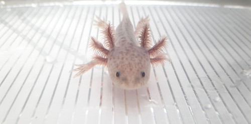 Sassy Fart Machine (4" Copper Axanthic ALL HET) | Mysite