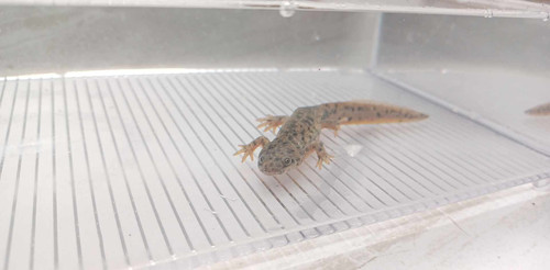 Full Frontal Newtity (Spanish Ribbed Newt) | Mysite