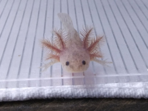 Albus (3" Copper Axanthic) | Mysite