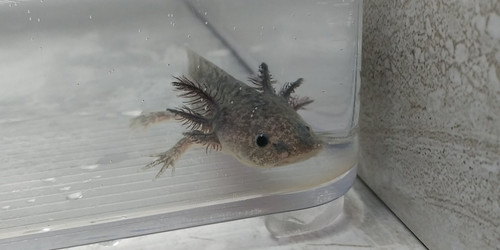 Crocodile Frog (3" Axanthic) | Mysite