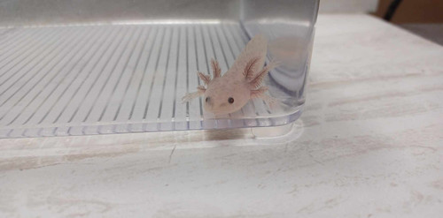 12 Gauge Pizza (4" Axanthic Copper HET HYPO) | Mysite