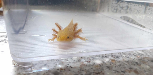 Emotional Potato (4.5" Copper HET HYPO) | Mysite