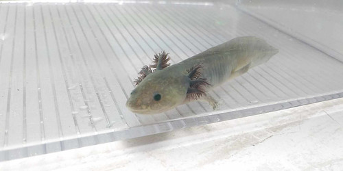 Spitelout Jorgensen (4" GFP Melanoid ) | Mysite