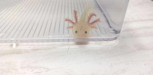 Boom Sauce (3.5"Super Light GFP Copper Axanthic HET HYPO) | Mysite