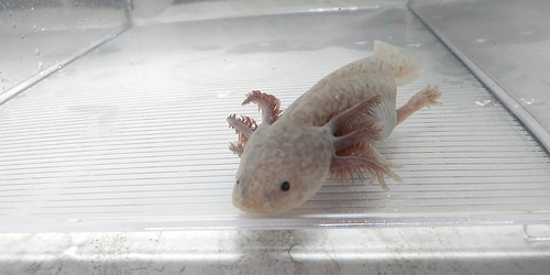 Warty Fortune (5.5" GFP Copper Axanthic) | Mysite