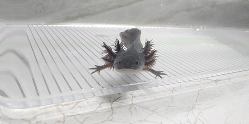 Dark Side Of The Moon (4" Dark / Black Melanoid) | Mysite