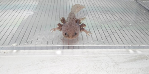 Hairy Poppins (4" Copper Axanthic ) | Mysite