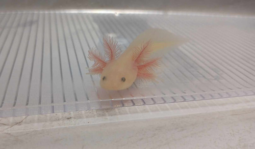 Lemon Skunk (3.5" GFP Clean Leucistic) | Mysite