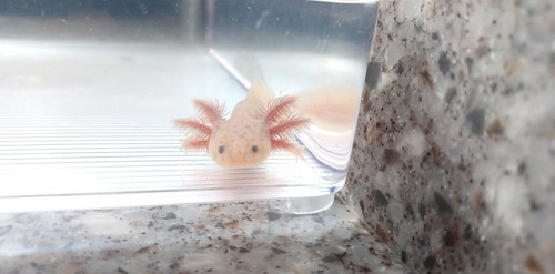 Dingle Doodle (4" Light Axanthic Copper) Het Hypo | Mysite