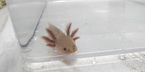 Ear Lids (3" Copper Melanoid ) | Mysite