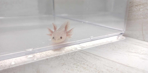 Heavy Duty Extreme (3" Light Copper Axanthic) | Mysite