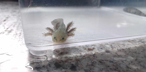 Justin Cakes (3.5" GFP Melanoid) | Mysite