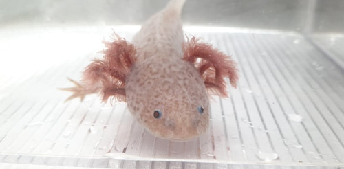 Lester Sludge (7" MALE Light Copper Axanthic Holdback) | Mysite