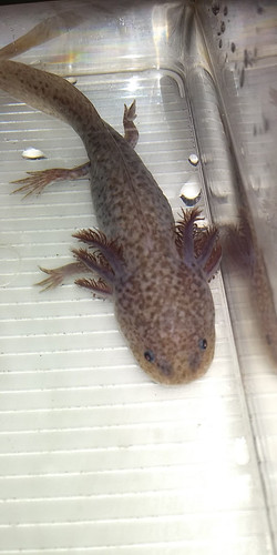 Bugsy Wingnut (5" Copper Axanthic) | Mysite