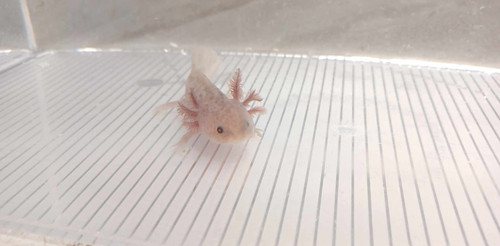 Prancer's Dancer(4" Copper Axanthic) | Mysite