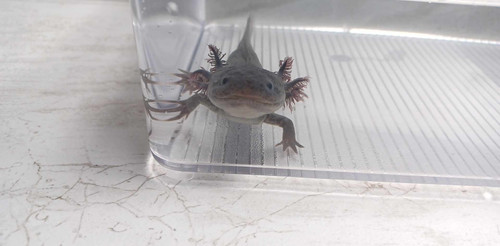 Captain Smirk (6"-6.5" Axanthic) | Mysite