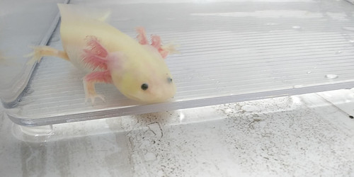 Sequester Grundelplith M.D. (5" GFP Lucy) | Mysite