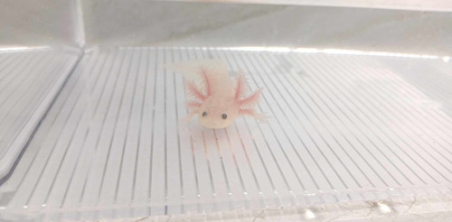 Jenny Tull (3.5" Lighlty Speckled Lucy) | Mysite