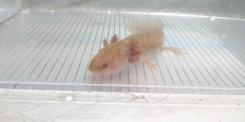 Hoark The Haggard (5" Honey Copper) | Mysite