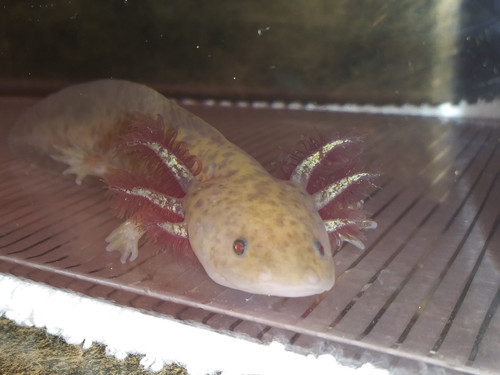 Mergatroid Skittles (5.5" Copper) | Mysite