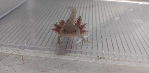 Count Chocula (3.5" GFP Copper Axanthic) | Mysite