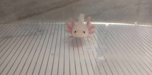 Liz Anya (4" Lightly Speckled Lucy) | Mysite