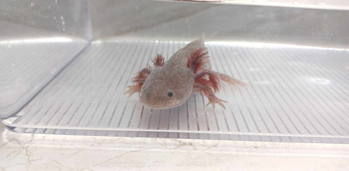 Justin Timberpond (6" Copper Axanthic) | Mysite