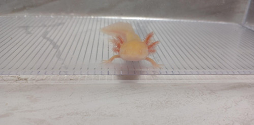 Forbidden Jelly (4.5" Golden Albino ) | Mysite