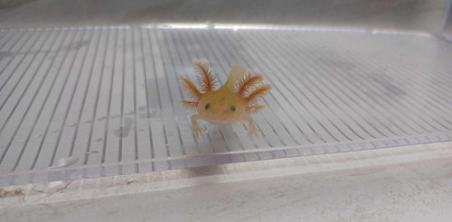 Bananakin (3" Copper HET HYPO) | Mysite