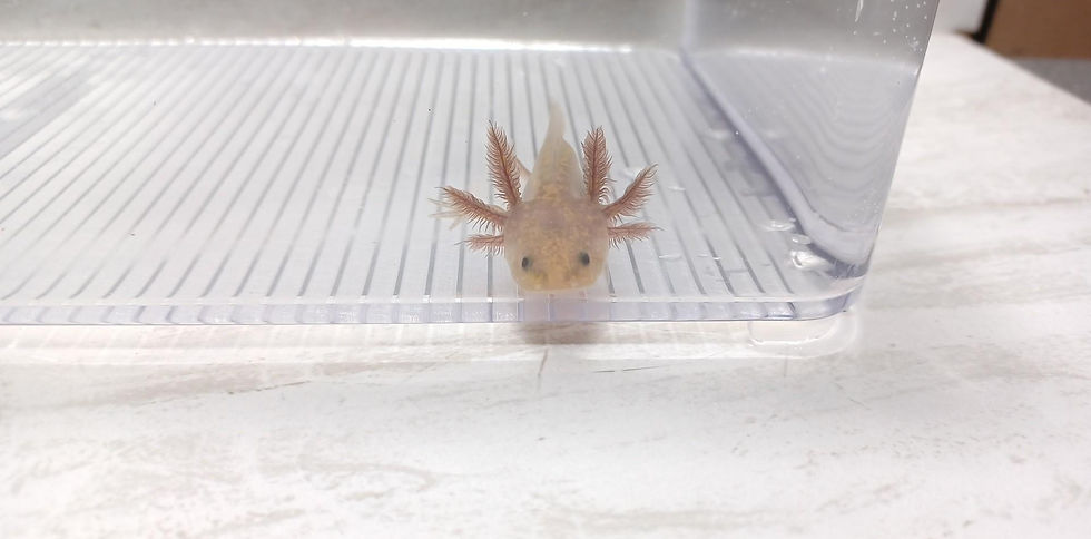 Swamp Pass (3.5" Copper Axanthic HET HYPO) | Mysite