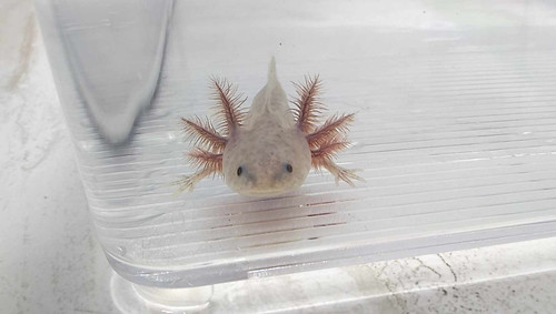 Seafood Network (3" Copper Axanthic) | Mysite