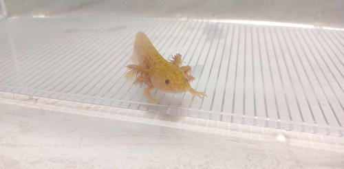 Potato Wedgie (4.5" Copper HET HYPO) | Mysite