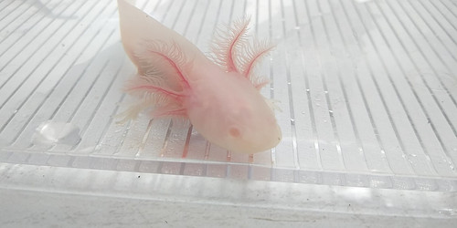 Powder (3" Albino) | Mysite
