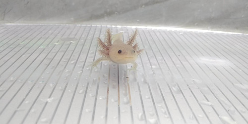 Microwave Woodchipper (3" Copper Axanthic ) | Mysite