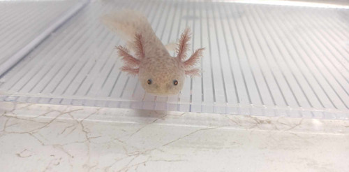 Kahlua Sombrero (4" Light Copper Axanthic) | Mysite