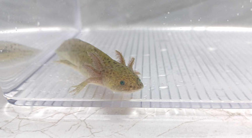 Electric Express (4" GFP Wild Type) | Mysite