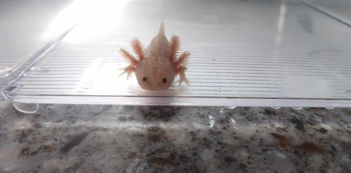 Honey Dipped Shoulder Pads (4" Axanthic Copper HET HYPO) | Mysite