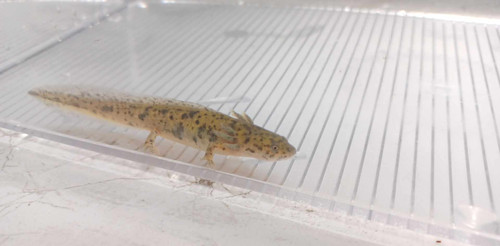 Champazz (Spanish Ribbed Newt) | Mysite