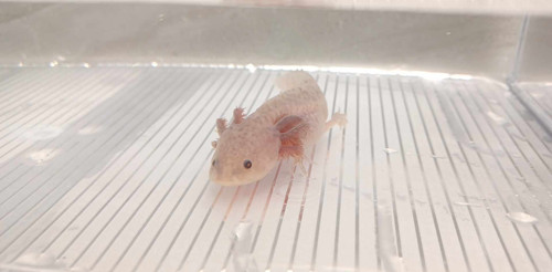 Prince Albert (4" Copper Axanthic) | Mysite