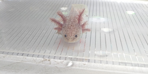 Rob Van Winkle (4" Copper Axanthic) | Mysite