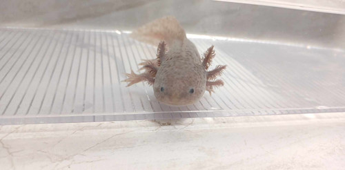 Edgar Allen Poo (6.5" Copper Axanthic) | Mysite