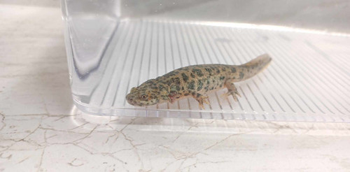 Magic Mike (Spanish Ribbed Newt) | Mysite