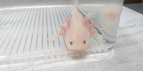 Saylor Twift (4" Lucy) | Mysite