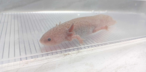 Cocktail Winks (5.5" Copper Axanthic) | Mysite